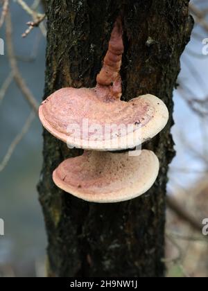Cinnamon Bracket Fungus, Hapalopilus nidulans (H. rutilans ...