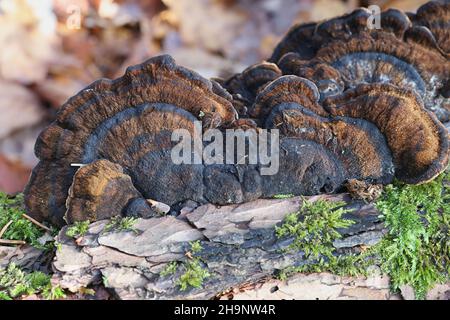Ischnoderma benzoinum, known as Benzoin bracket fungus, wild polypore ...
