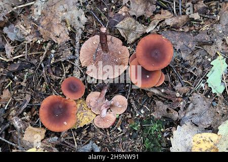 Lactarius camphoratus, commonly known as the curry milkcap, wild ...