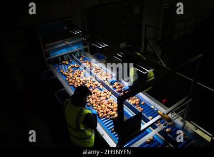 A new hybrid variety of potatoes named Nemo, after the cartoon fish in ...