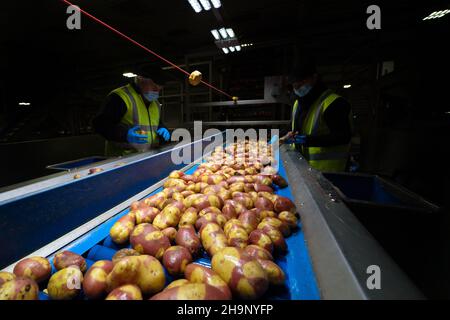 A new hybrid variety of potatoes named Nemo, after the cartoon fish in ...