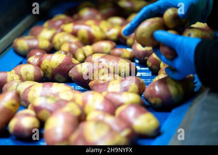 A new hybrid variety of potatoes named Nemo, after the cartoon fish in ...