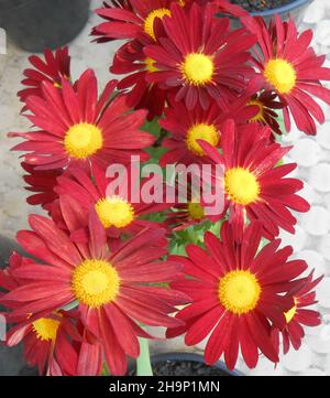 Beautiful bouquet of red aster flowers in crystal vase on wooden napkin ...