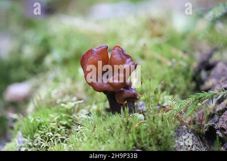 Gyromitra ambigua, commonly known as changeable false morel, wild ...