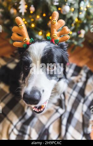 dog with deer horns decoration under the christmas tree at home, Beagle ...