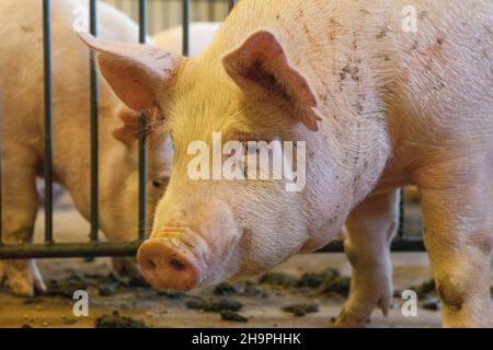 Pig facing the camera Stock Photo - Alamy
