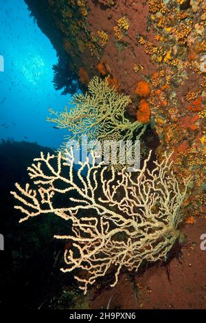 False Black coral, Gold coral (Savalia savaglia) grows on rocky reefs ...