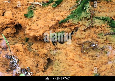 Iron-oxidizing bacteria coloring a forest stream bottom orange Stock ...
