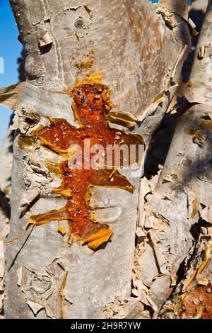 Incense trees in Wadi Doka, Salalah, Salalah, Dhofar, Oman Stock Photo ...
