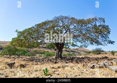 Acacia of the plateau of Jebel Samhan, Jebel Samhan, Dhofar, Oman Stock ...