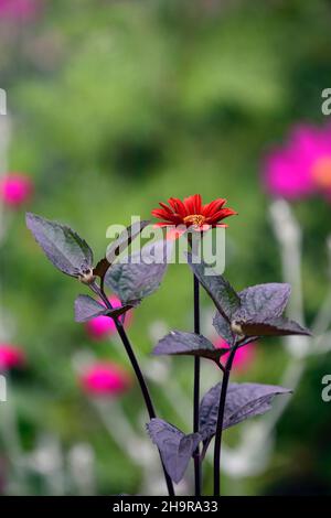 Heliopsis helianthoides 'Bleeding Hearts' in flower Stock Photo - Alamy