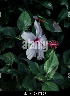 beautiful native white hibiscus blossom (hawaiian: kokio keoke, species ...