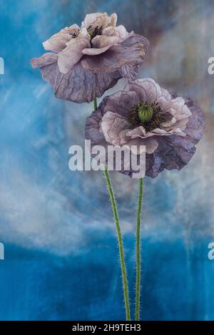 Amazing Grey poppies Stock Photo - Alamy