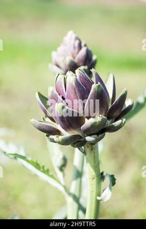 fresh organic artichoke flower and artichoke hearts (cardoon) ready for ...