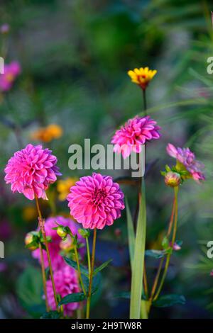 Dahlia Geerling's Babette,ball dahlia,rich red purple flowers,dahlias ...
