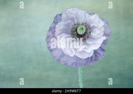 Amazing Grey poppy Stock Photo - Alamy