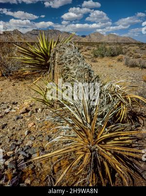 Mojave yucca (Yucca schidigera), Mojave Wilderness, Mojave National ...