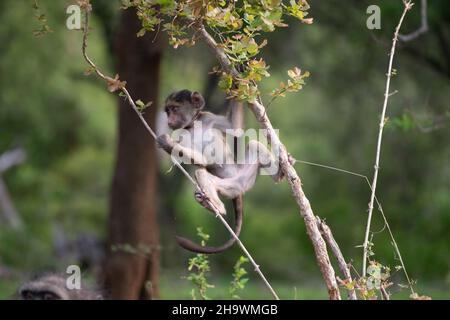 Playful young chacma baboon hanging in a tree in Kruger National Park ...