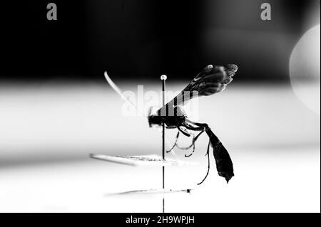 pinned ichneumon wasp specimen in an entomology insect collection Stock ...