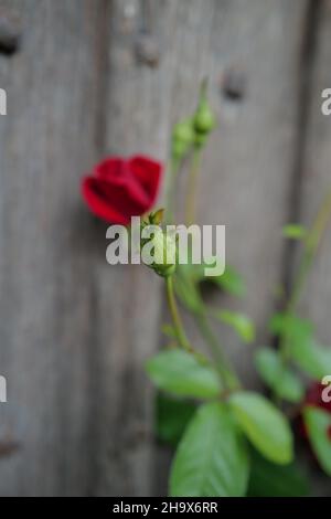 Red rose bud with a door in the background Stock Photo - Alamy