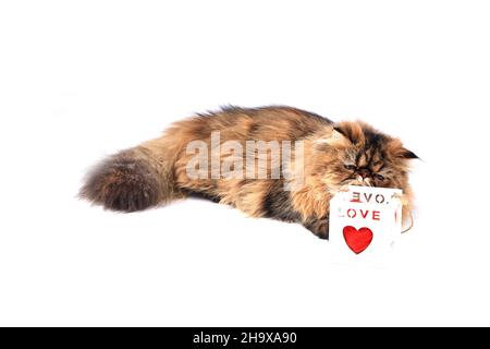 Red Persian cat with gift box on Christmas Stock Photo - Alamy