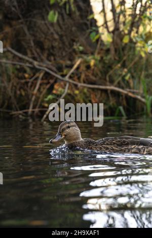 A vertical shot of a mallard duck resting on the riverside Stock Photo ...
