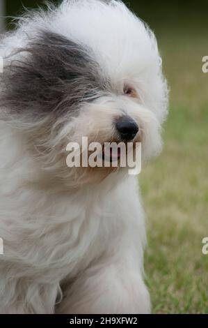 Old English Sheepdog close-up frontal portrait with long white fringe ...