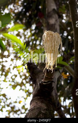 A kitul palm with a flower in Sri Lanka Stock Photo - Alamy