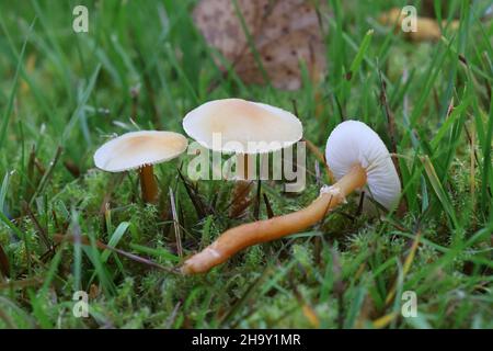 Cystoderma carcharias, known as the Pearly Powdercap, wild mushroom ...