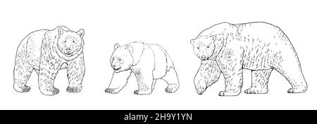 Polar bear, brown bear and panda bear illustration. Bear silhouette ...