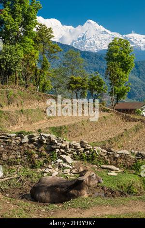 Himalayan landscape ; sky trees and fields ; Rakcham ; Raksham ; Sangla ...