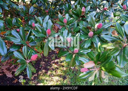 Red fruit cones of the Southern Magnolia tree Stock Photo - Alamy