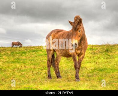 Wild pony Quantock Hills Somerset England UK countryside views on a ...