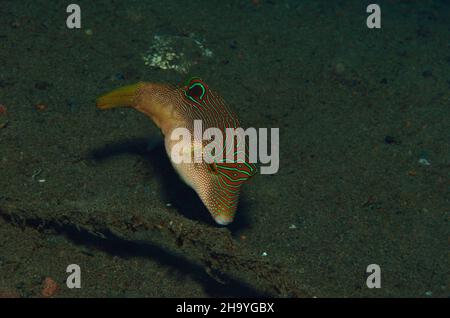 Labyrinth-Spitzkopfkugelfisch, fine-spotted sharpnose puffer ...