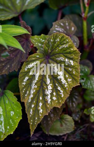 begonia grandis sparkle and shine,leaves,foliage,begonias,beefsteak ...