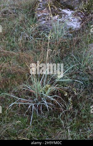 Avena barbata, Poaceae. Wild plant, shot in the fall Stock Photo - Alamy