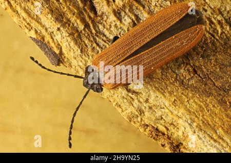 Macro dorsal view of Long-nosed Lycid Beetle (Porrostoma rhipidium) on ...