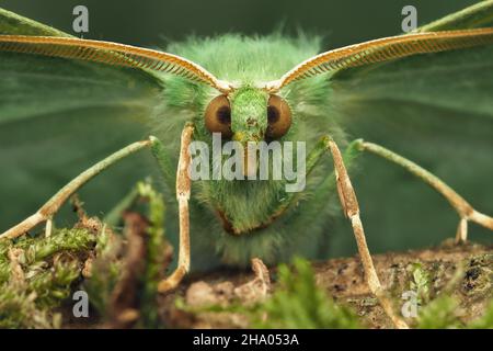 Large Emerald Moth, Geometra papilionaria. With open wings Stock Photo ...