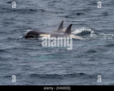 Type B2 killer whale, Orcinus orca in the Gerlache Strait, Antarctica ...