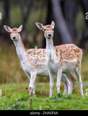 Young deer in profile Stock Photo - Alamy