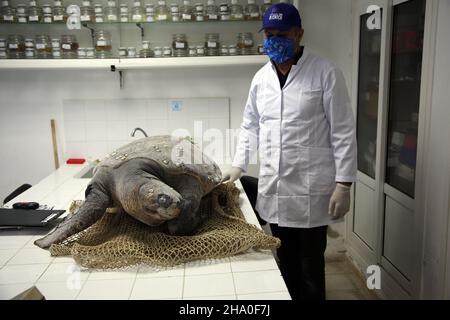 Tunisia, dead sea turtle, INSTM Stock Photo - Alamy