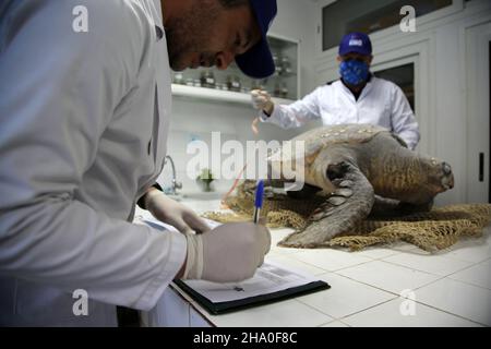 Tunisia, dead sea turtle, INSTM Stock Photo - Alamy