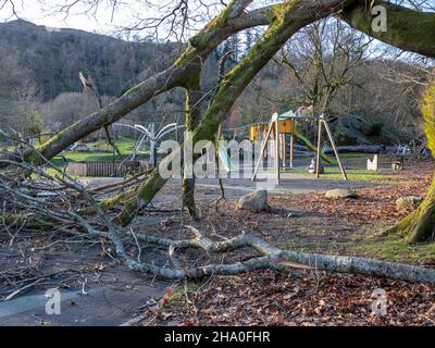 Trees in Ambleside park blown overonto the playground by Storm Arwen ...