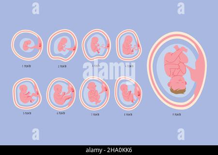 embryo development set infographic phases Stock Vector Image & Art - Alamy