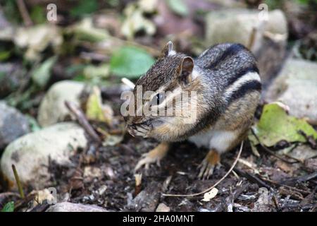 Chipmunk foraging for food in the woods Stock Photo - Alamy