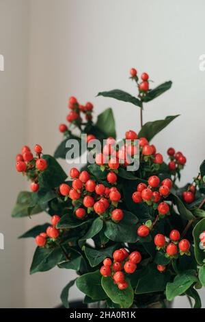Red Micky mouse plant flower with drop of water blooming on branch in ...
