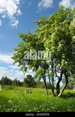 Rowan trees in bloom in the meadow Stock Photo - Alamy