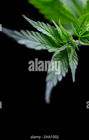 Cannabis plant indoor studio shoot with christmas lights Stock Photo ...
