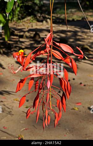 Pride of Burma flower (Amherstia nobilis Stock Photo - Alamy