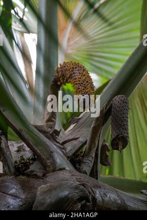 Male coco de mer tree, the yellow flowers on the male, shows that it’s ...
